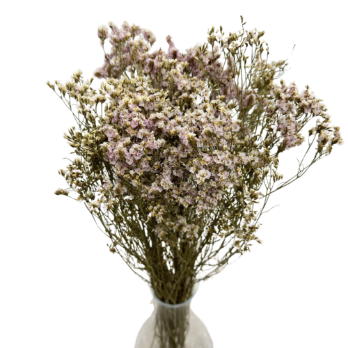 Limonium light pink - dried flowers Secca