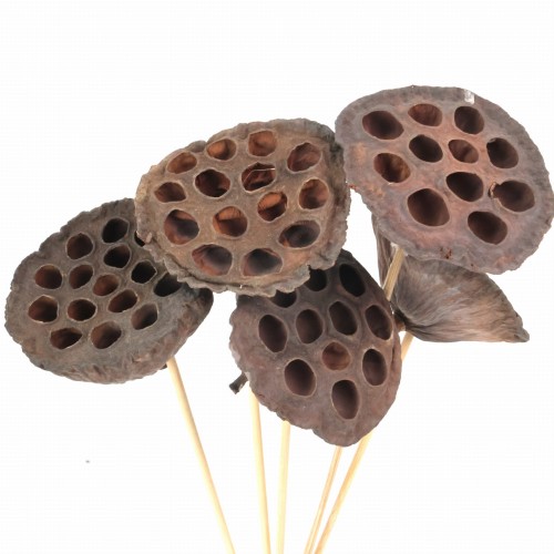 Lotus flower natural 3pcs. Secca